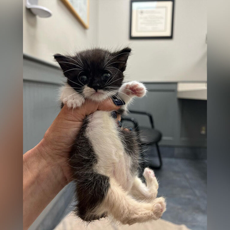 'Munchkin' Kitten Bunny Hops Into a Loving Home After Therapy