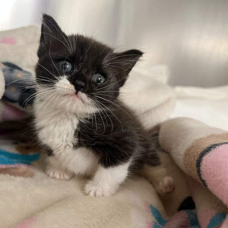 'Munchkin' Kitten Bunny Hops Into a Loving Home After Therapy