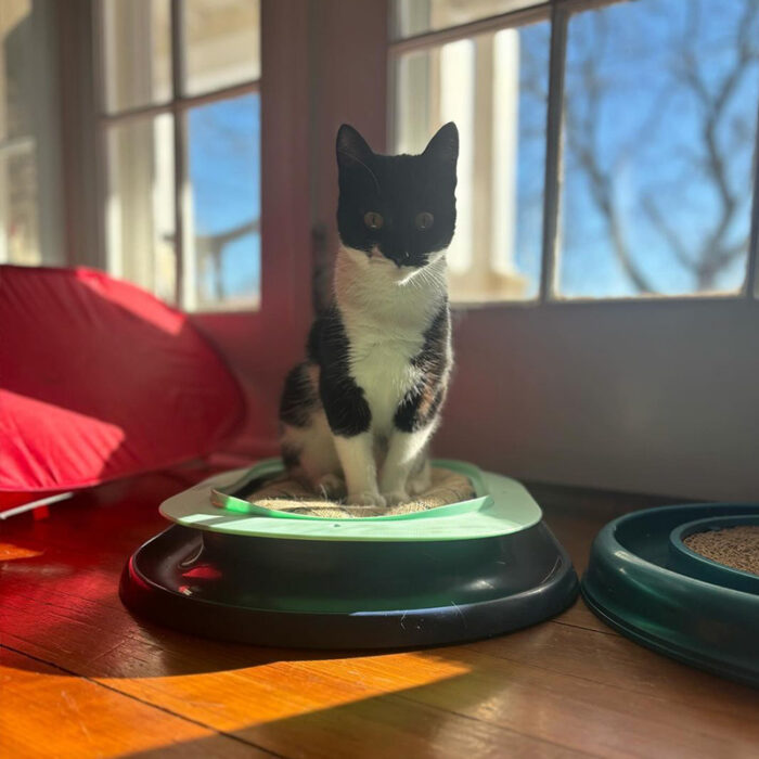 'Munchkin' Kitten Bunny Hops Into a Loving Home After Therapy