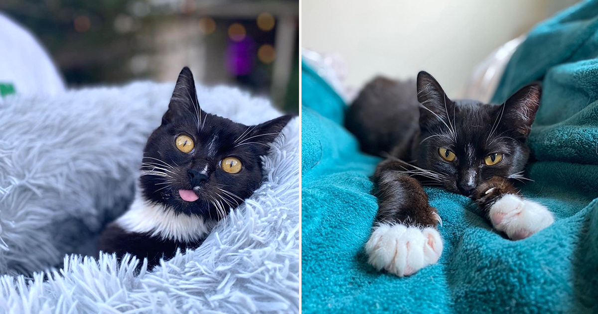 Why Adopting an 'Emotional Support Noodle' was the Best Decision