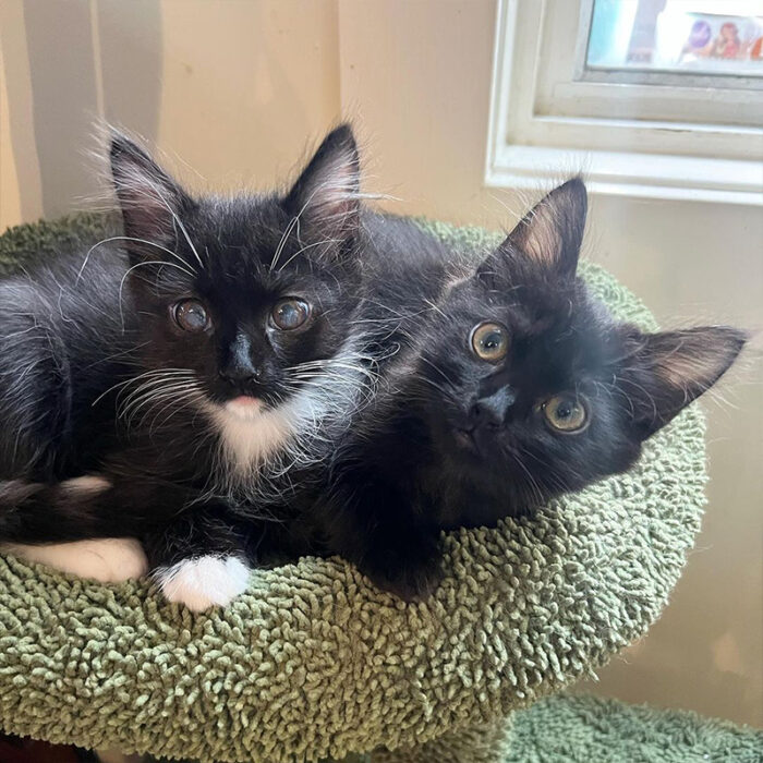 Cutest Kitten Receives 'Miraculous' Gifts from Rescuers and Vet