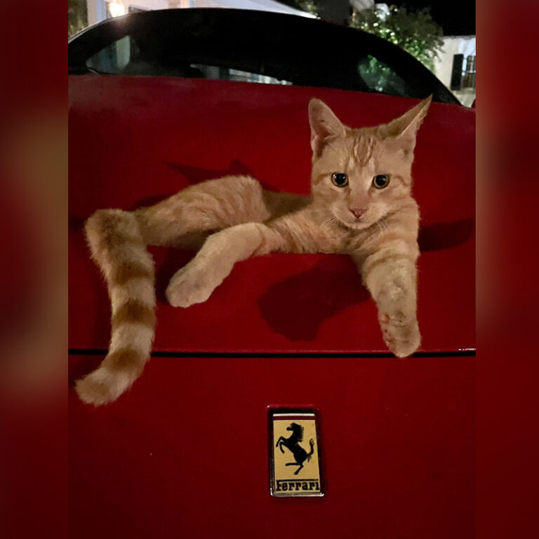 Orange Meowdel Surprises Rally with Surprise Purrari Photo Shoot