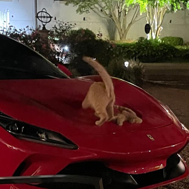 Orange Meowdel Surprises Rally with Surprise Purrari Photo Shoot