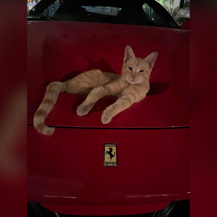 Orange Meowdel Surprises Rally with Surprise Purrari Photo Shoot