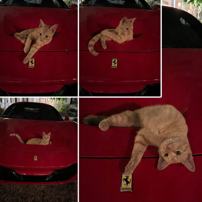 Orange Meowdel Surprises Rally with Surprise Purrari Photo Shoot