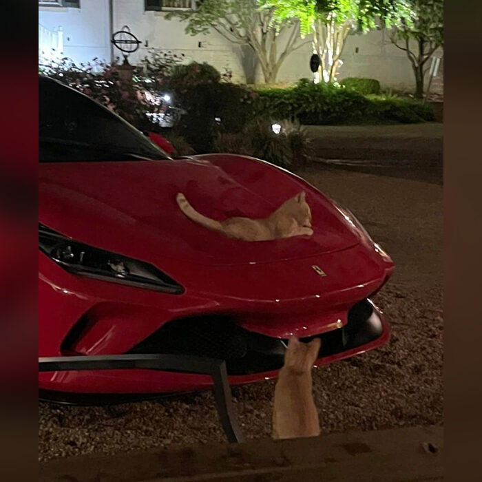 Orange Meowdel Surprises Rally with Surprise Purrari Photo Shoot