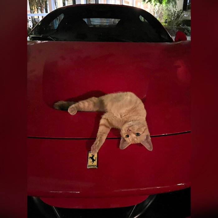 Orange Meowdel Surprises Rally with Surprise Purrari Photo Shoot