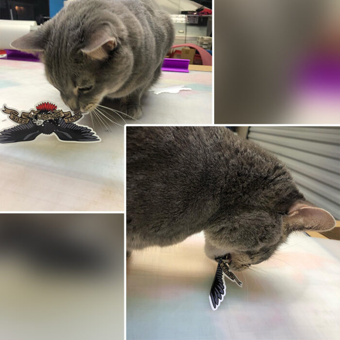 Orange Meowdel Surprises Rally with Surprise Purrari Photo Shoot