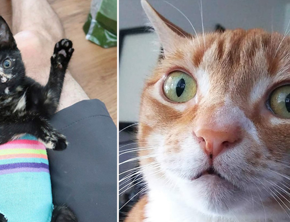 CPR For Cats: What Every Cat Owner Should Know - Cole & Marmalade