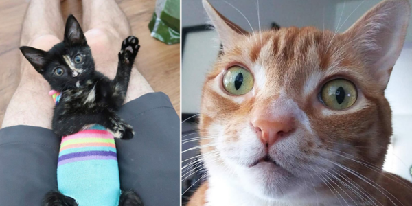 Spay neuter memes Archives - Cole & Marmalade