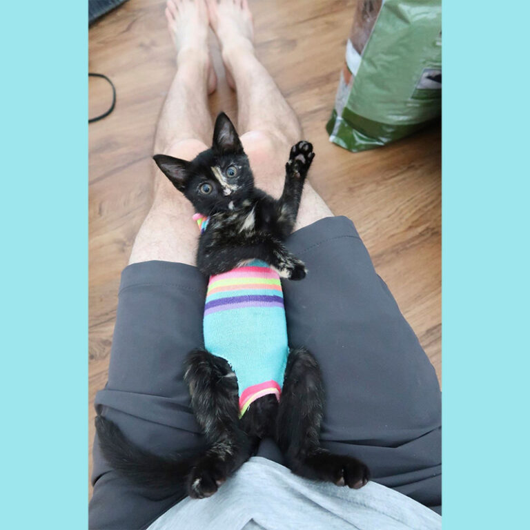 Funny Memes Celebrating the All-Important Spay Day