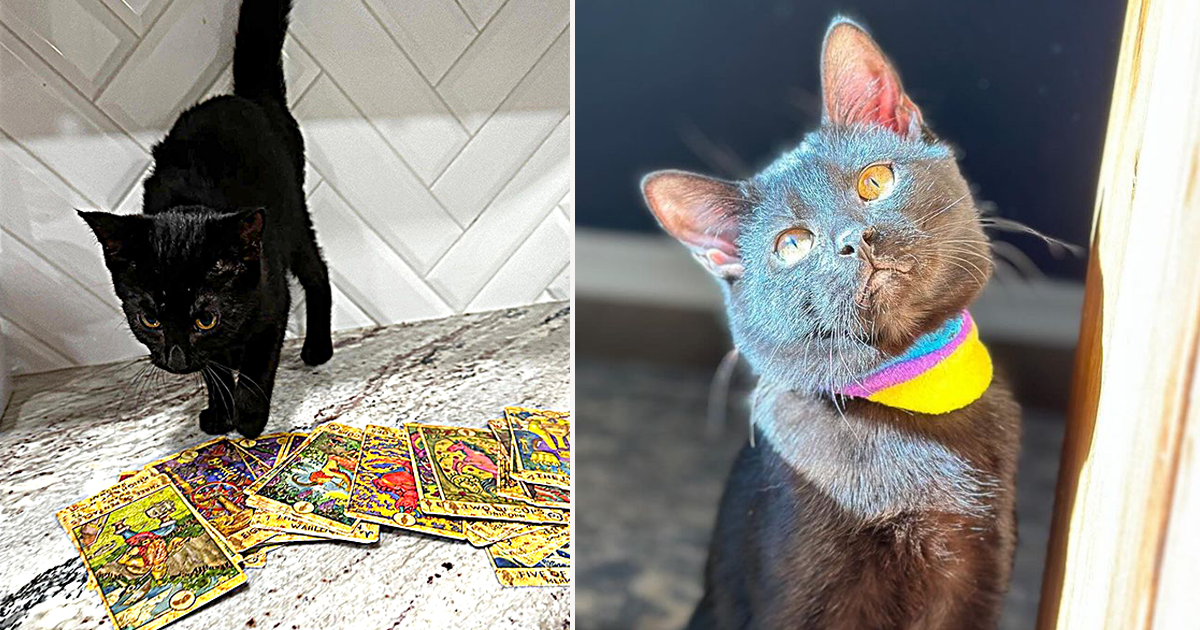 Magical Kitten 'Tarot' Draws the Luckiest Card and Avoids Disaster