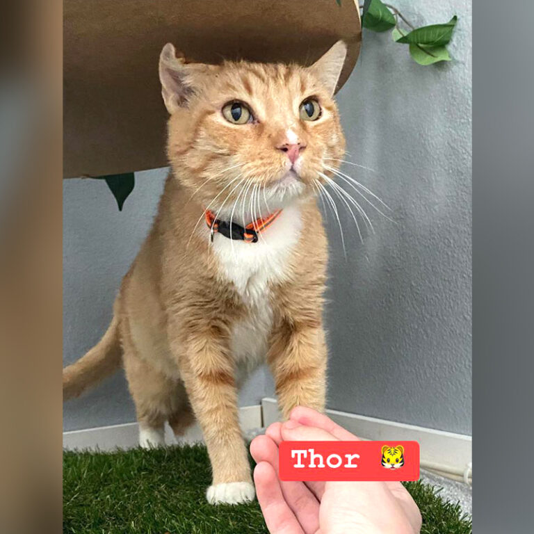 Lovable Orange Cat Found Outside Has a Valuable Lesson for All