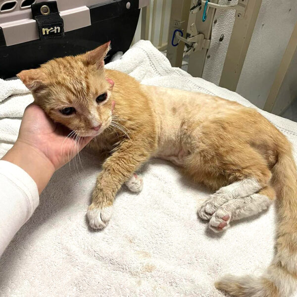 Lovable Orange Cat Found Outside Has a Valuable Lesson for All