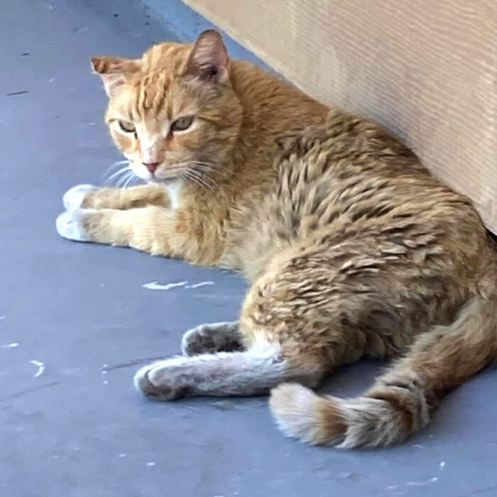 Lovable Orange Cat Found Outside Has a Valuable Lesson for All