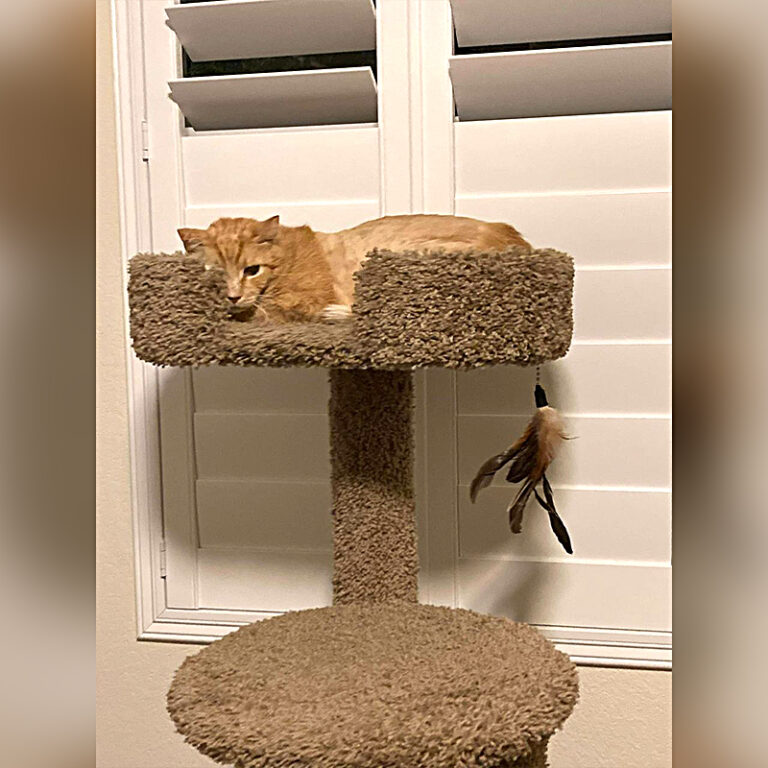 Lovable Orange Cat Found Outside Has a Valuable Lesson for All