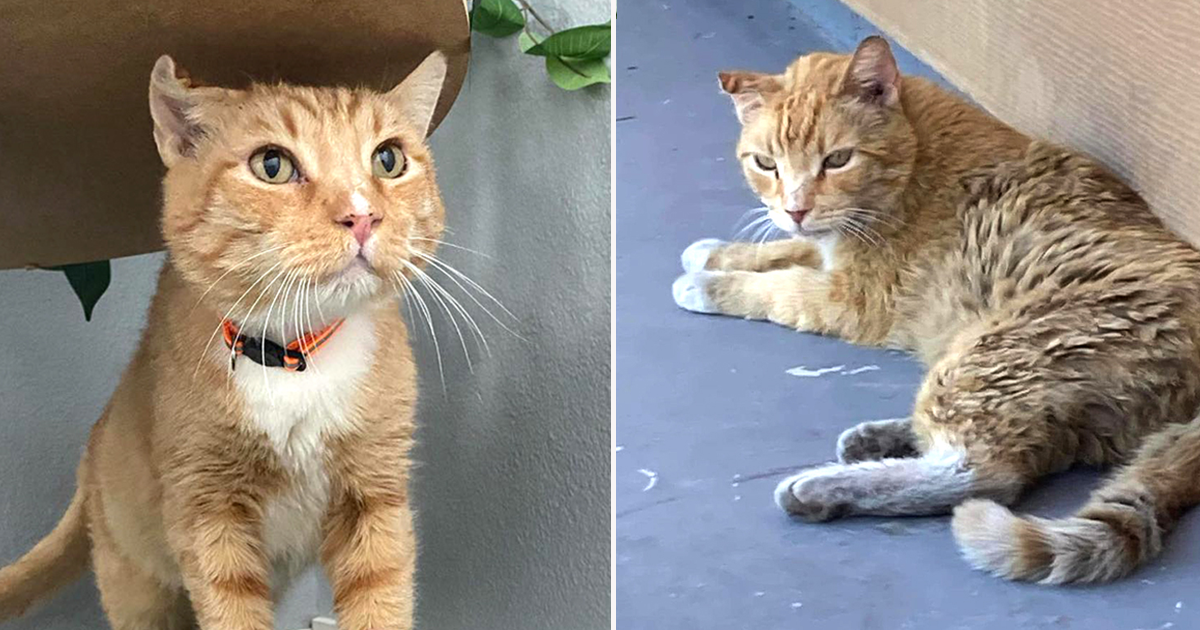 Lovable Orange Cat Found Outside Has a Valuable Lesson for All