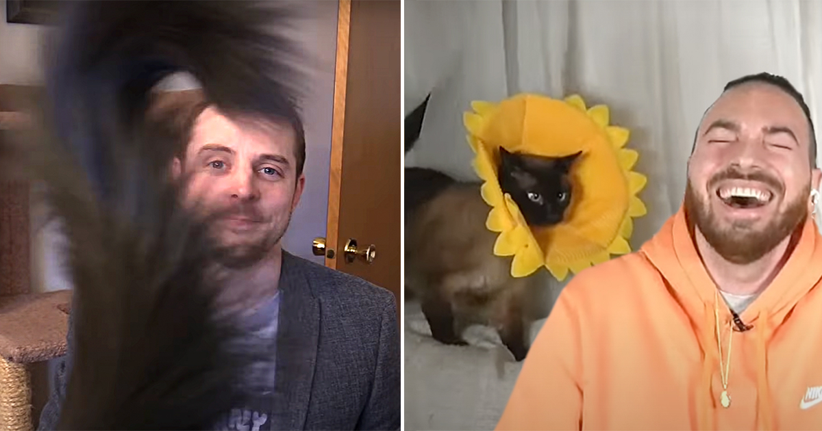 Times Pets Convinced Us Working from Home Is a Furtastic Idea!