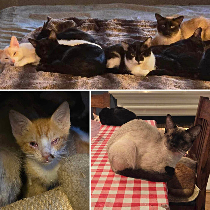 'All Paws on Deck' to Save and Find Foster Homes for 100 Cats and ...