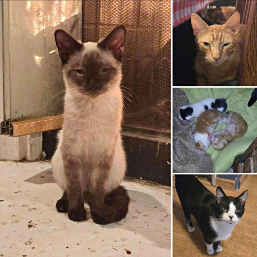 'All Paws on Deck' to Save and Find Foster Homes for 100 Cats and ...