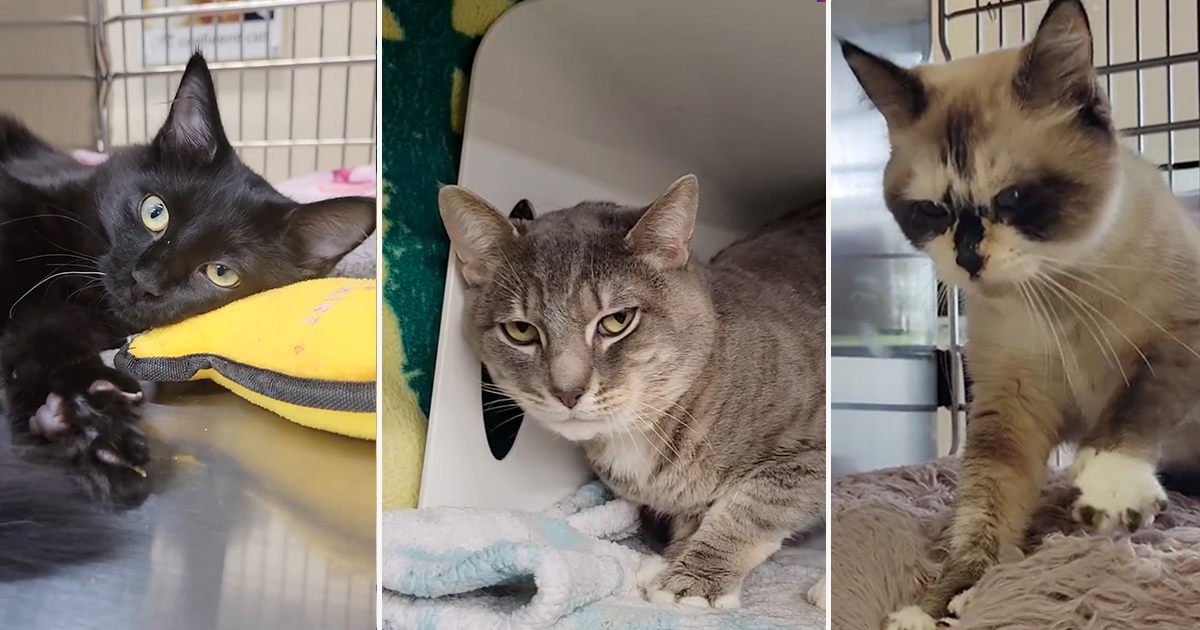 You Bring the Lap, and These Adult Kitties Bring the Cutest Skills