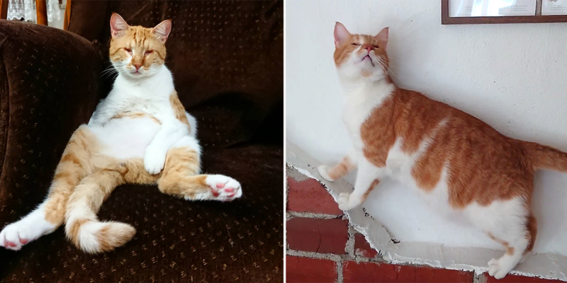 Follow This Adorable Blind Cat Exploring His New Surroundings
