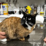 Bruce, the Unicorn Cat, is So Unusual His Human Promises 'He's Real ...