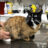 Bruce, the Unicorn Cat, is So Unusual His Human Promises 'He's Real ...