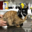 Bruce, the Unicorn Cat, is So Unusual His Human Promises 'He's Real ...