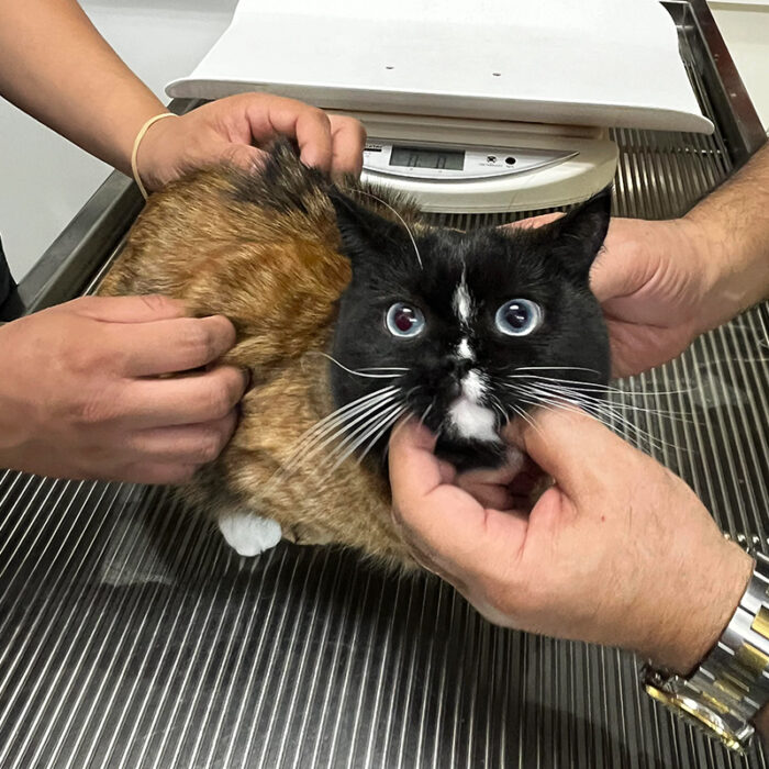 Bruce, the Unicorn Cat, is So Unusual His Human Promises 'He's Real ...