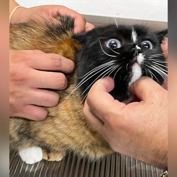 Bruce, the Unicorn Cat, is So Unusual His Human Promises 'He's Real ...