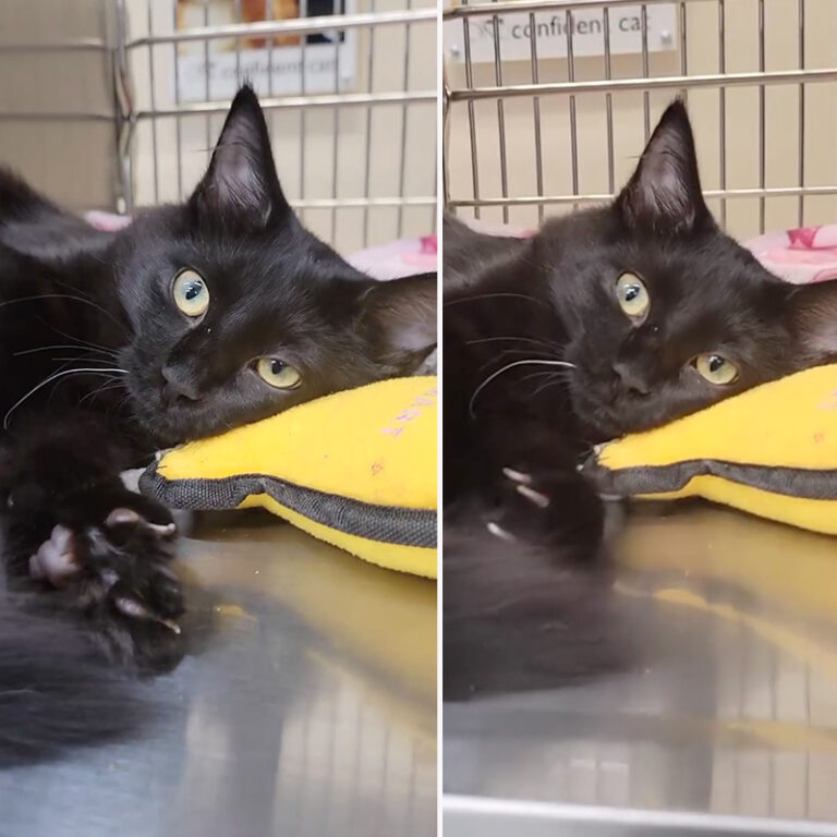 You Bring the Lap, and These Adult Kitties Bring the Cutest Skills