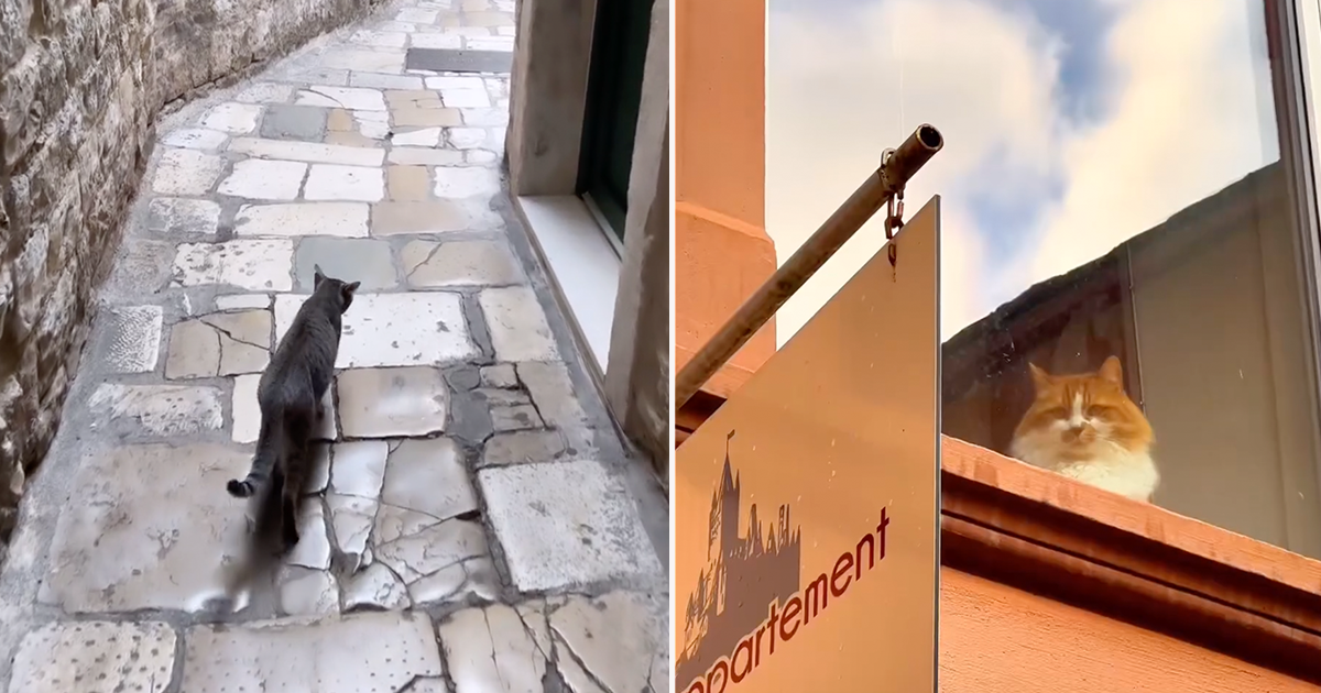 Surprise Cat Tour Guides Create Wonderful Meowmories for Travelers ...