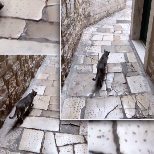 Surprise Cat Tour Guides Create Wonderful Meowmories for Travelers ...