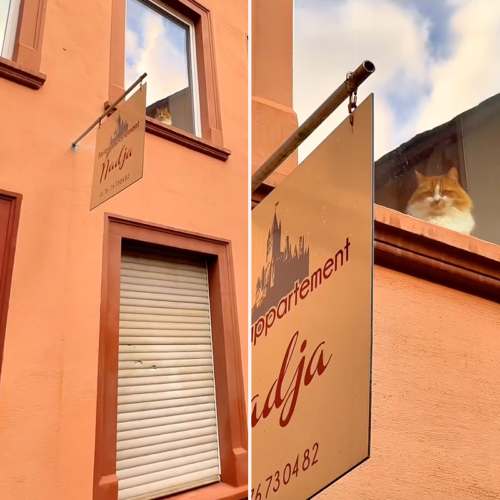 Surprise Cat Tour Guides Create Wonderful Meowmories for Travelers ...