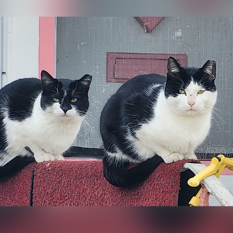 Chicago Cats are a Meowdel for How Cities Can Help Feral Felines