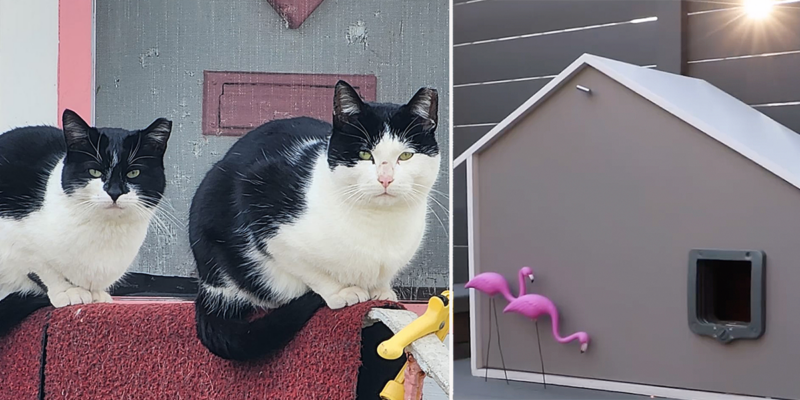 Chicago Cats are a Meowdel for How Cities Can Help Feral Felines