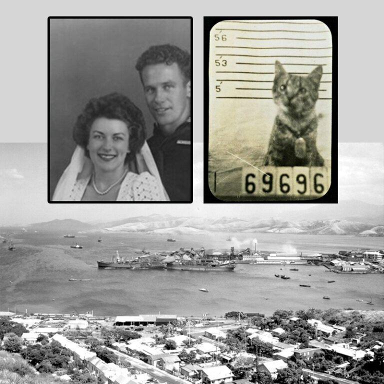 Distinguished Cat With Hilarious Official Records Aboard WWII ...