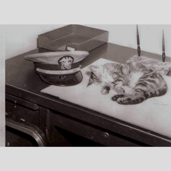 Distinguished Cat With Hilarious Official Records Aboard WWII ...