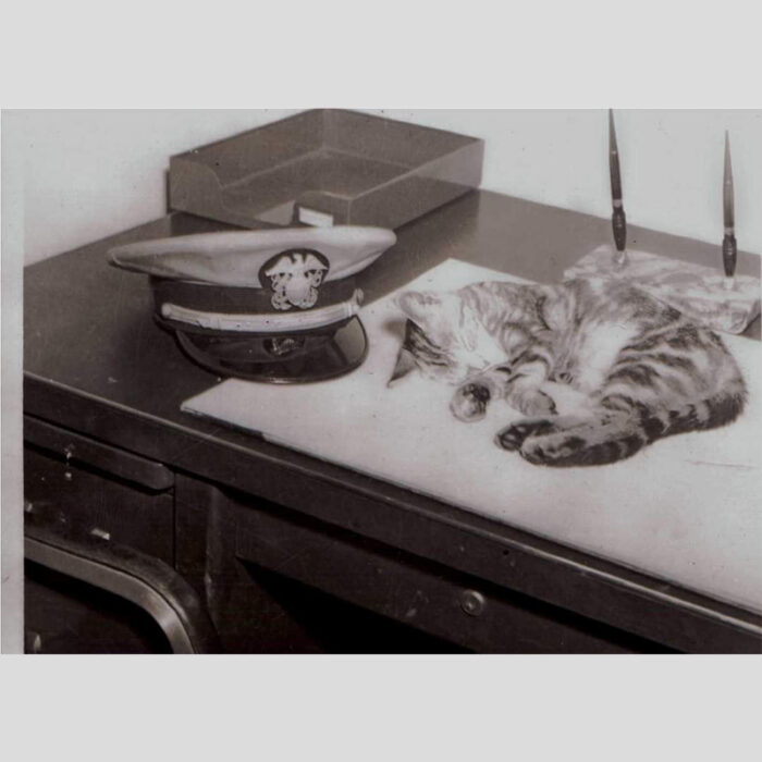 Distinguished Cat With Hilarious Official Records Aboard WWII ...