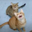 Did You Know There's a Page Entirely Dedicated to Chirping Cats? - Cole ...