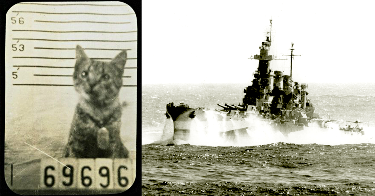 Distinguished Cat With Hilarious Official Records Aboard WWII ...