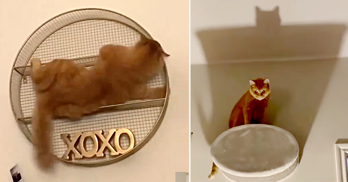 There's Just Something Different About Life with a Ginger Cat