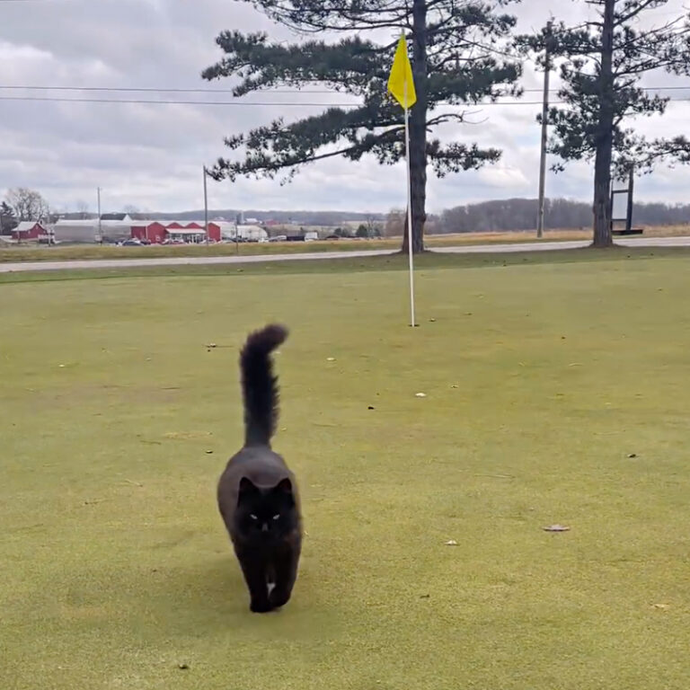 When the Cat Distribution System Sends You a Golf 'Catty' to Join Your ...