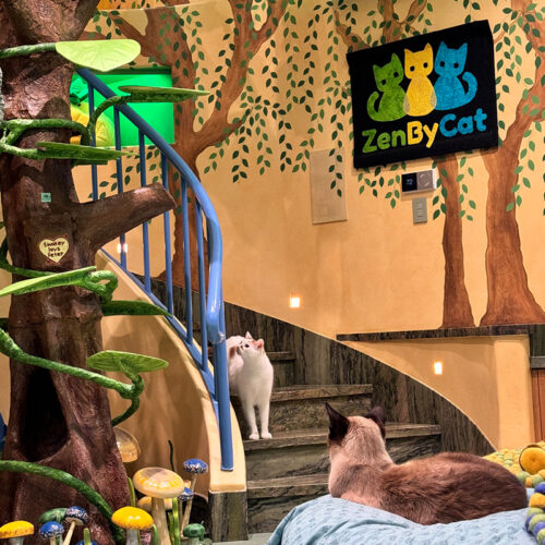 The Ultimate Dream Cat House to Get Your Imagination Purring