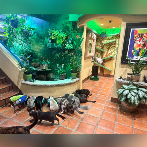 The Ultimate Dream Cat House to Get Your Imagination Purring