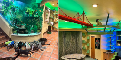 The Ultimate Dream Cat House to Get Your Imagination Purring