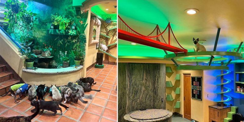 The Ultimate Dream Cat House to Get Your Imagination Purring