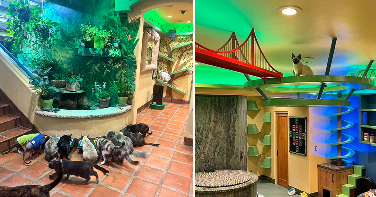 The Ultimate Dream Cat House to Get Your Imagination Purring