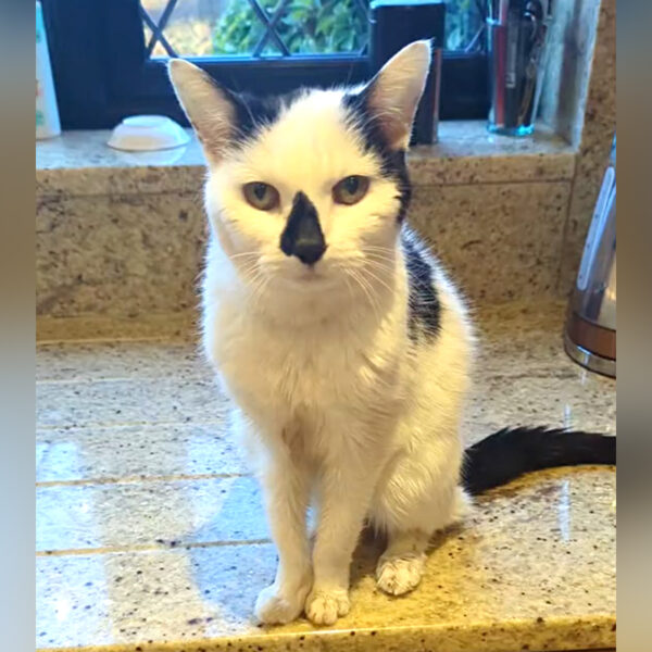 20 Year Old Cat with Dementia 'Loves Mum More Than Anything in the World' - Cole & Marmalade